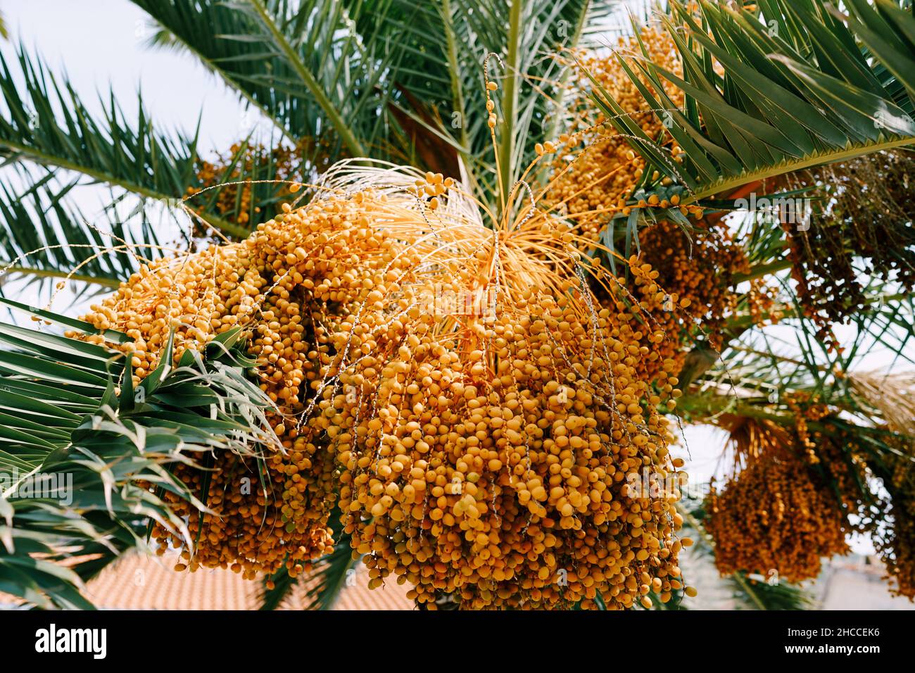 Bunches of dates hi-res stock photography and images - Alamy