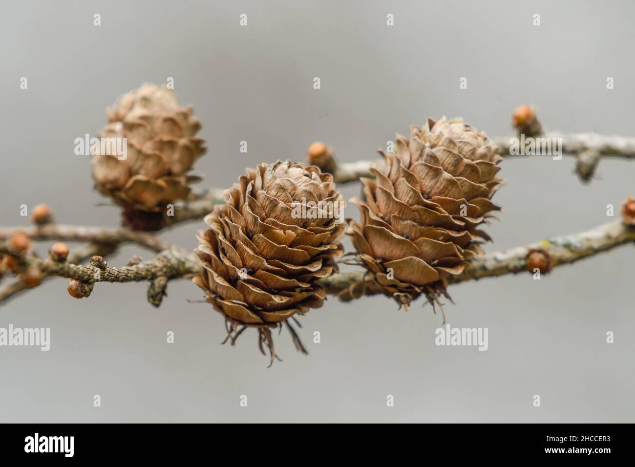 Close-up of three larch cones Stock Photo - Alamy