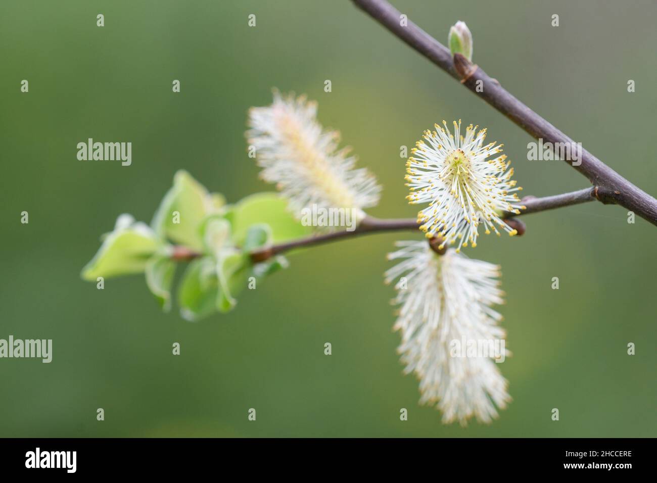 Willow flowers hi-res stock photography and images - Alamy