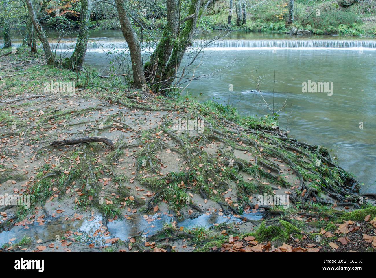 Alder root protecting the bank of a river Stock Photo - Alamy