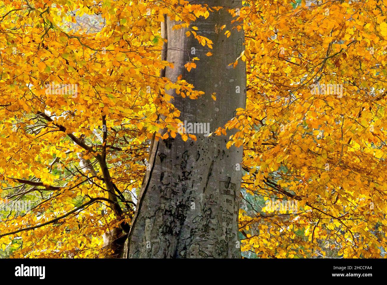 Autumn leaves yellow beech tree leaves hi-res stock photography and ...