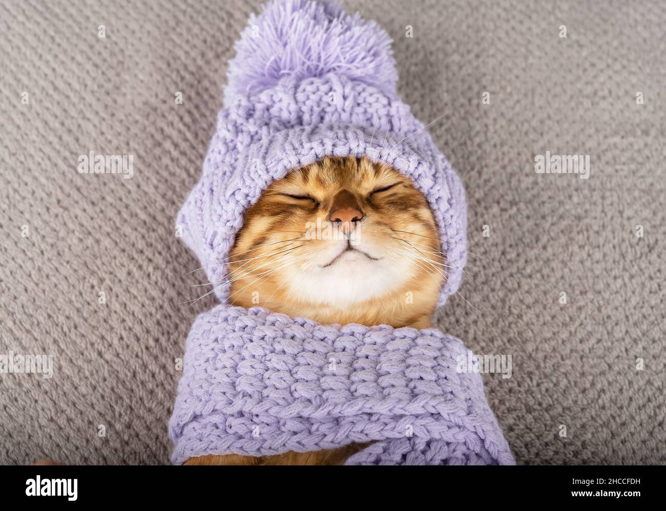 Close-up of a sleeping cat wearing a hat. Top view Stock Photo - Alamy