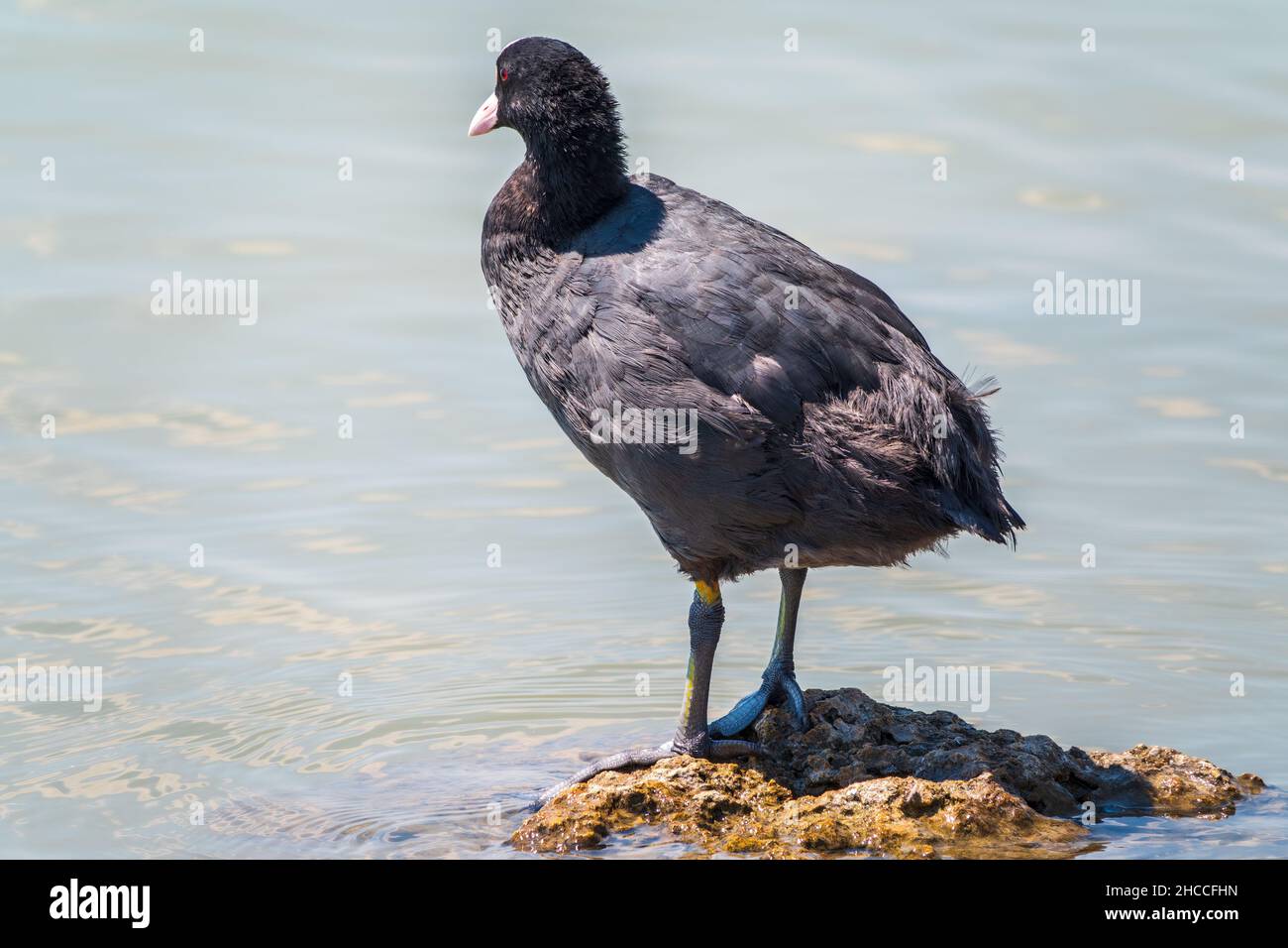 Croot hi-res stock photography and images - Alamy