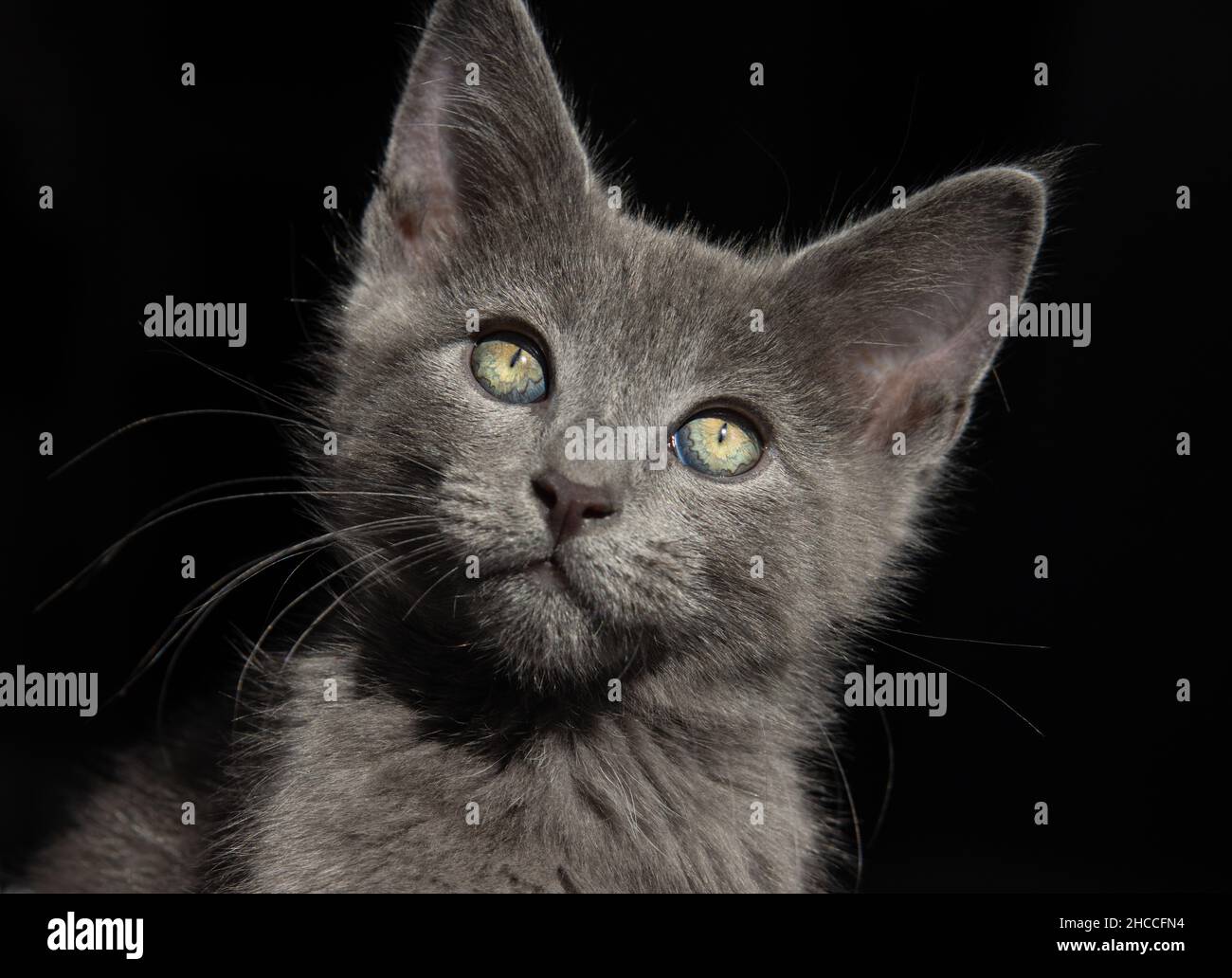 Portrait of grey, Russian blue kitten with blue-green eyes isolated on ...