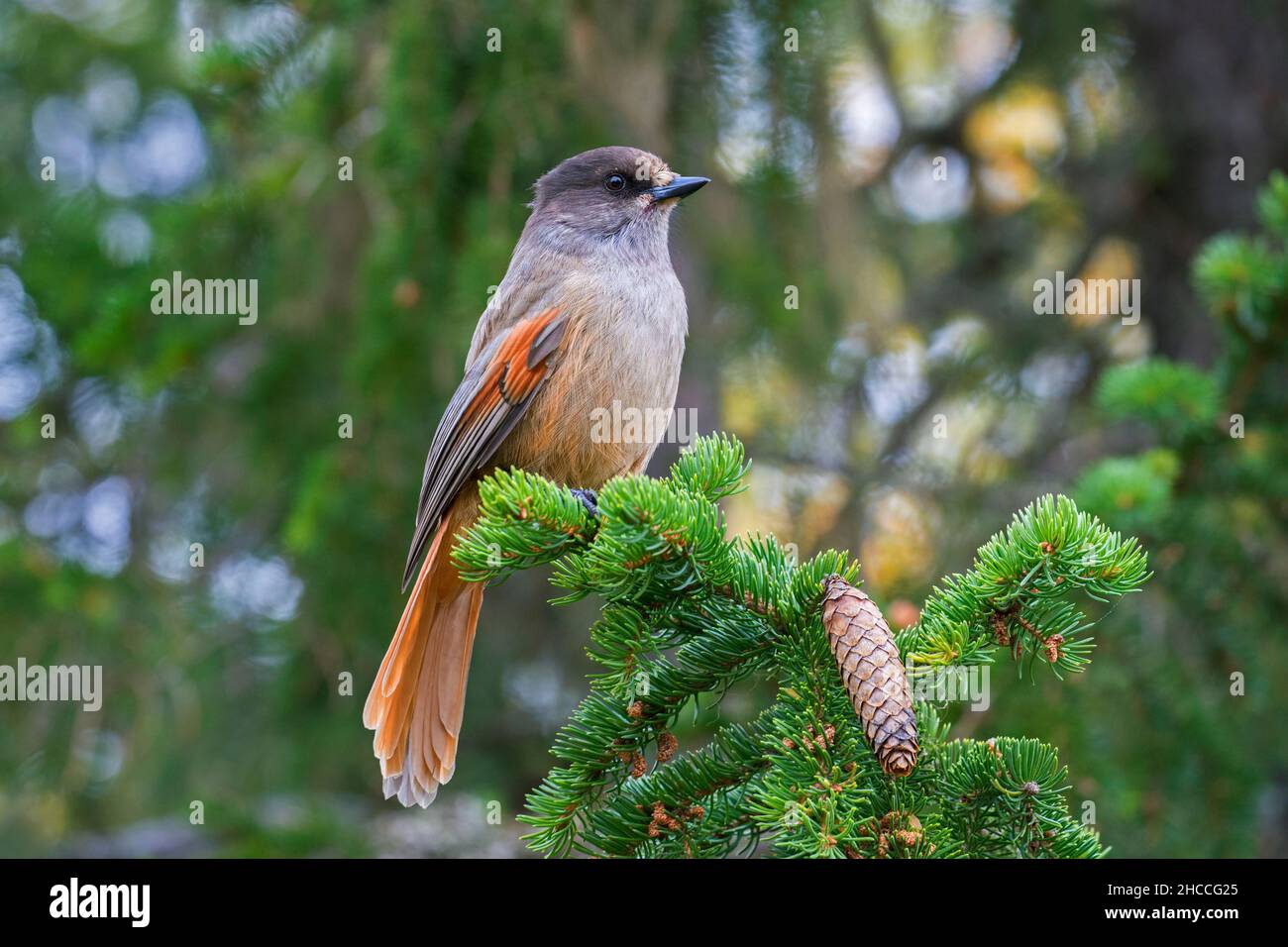 Siberian jay (Perisoreus infaustus / Corvus infaustus ) perched in ...