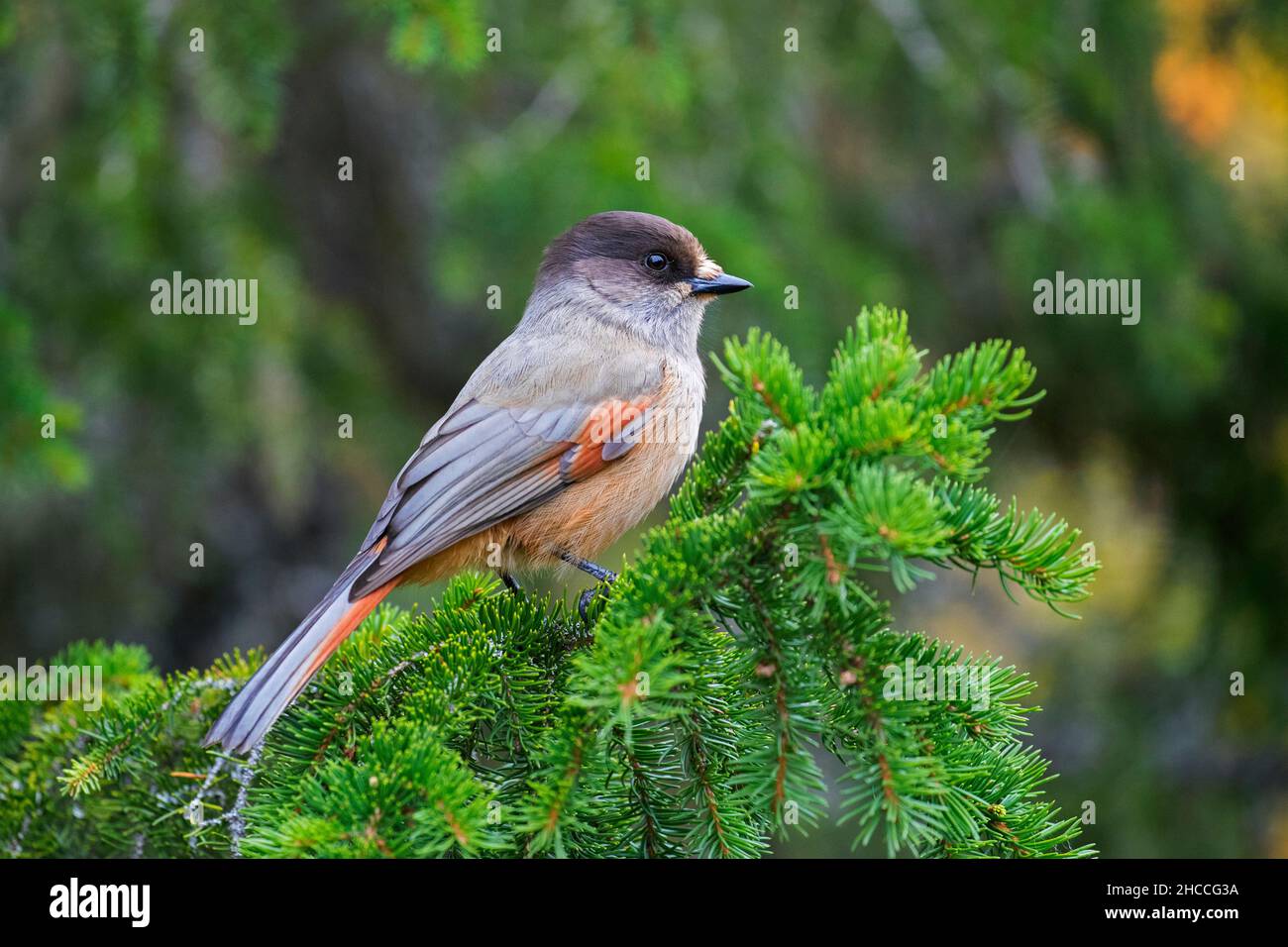 Siberian jay (Perisoreus infaustus / Corvus infaustus ) perched in ...
