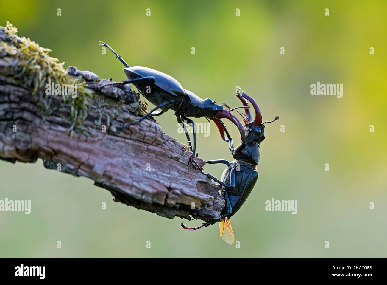 Two European stag beetle males (Lucanus cervus) fighting / wrestling ...