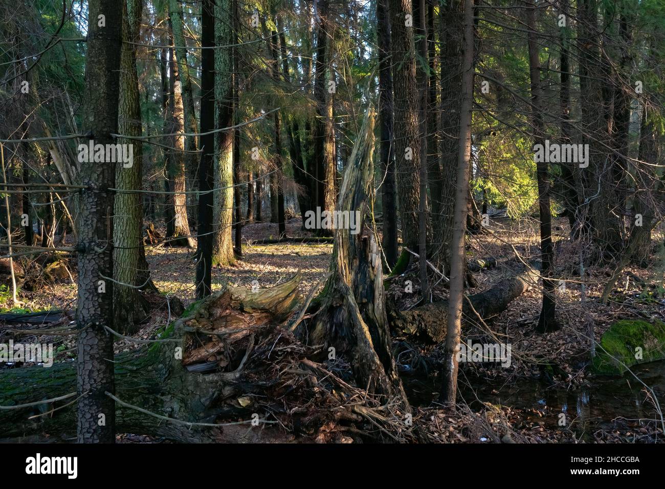 Finland state forest hi-res stock photography and images - Alamy
