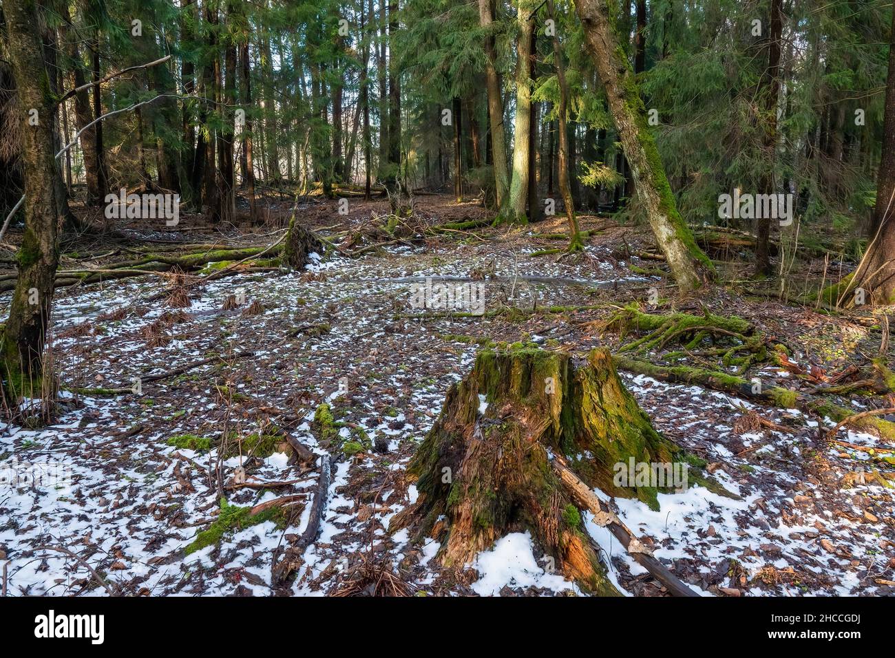 Finland state forest hi-res stock photography and images - Alamy