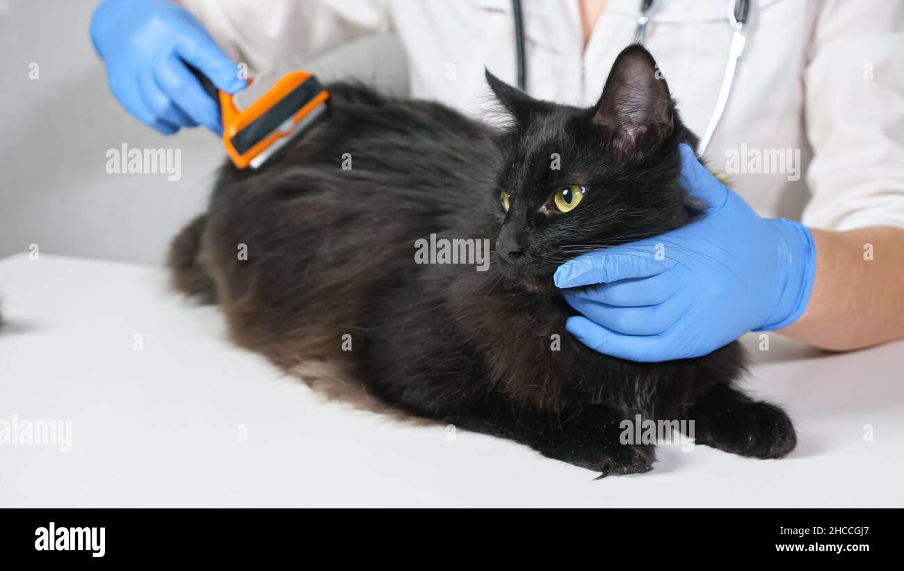 Veterinarian combing calm black cat hi-res stock photography and images ...
