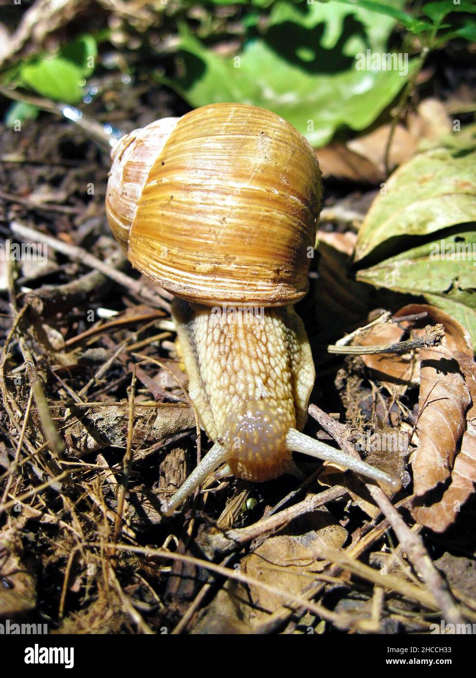 Snail leg hi-res stock photography and images - Alamy