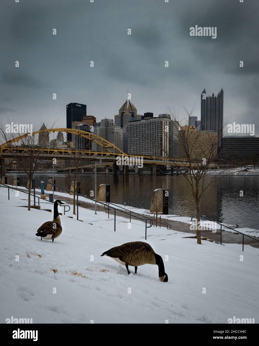 Bank geese hi-res stock photography and images - Alamy