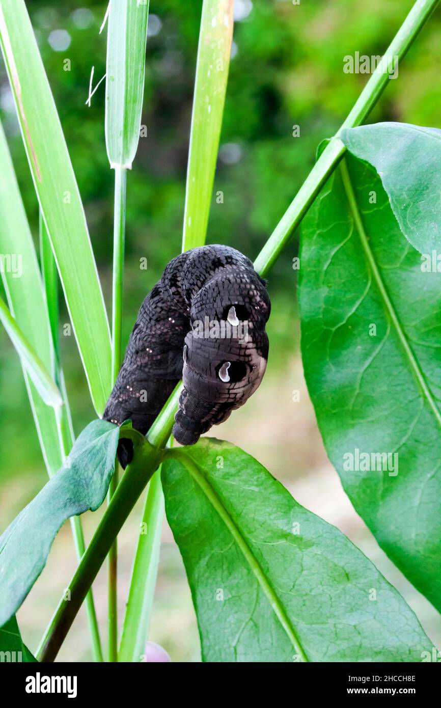 Larva of elephant hawk moth (Deilephila elpenor) on green branch Stock ...