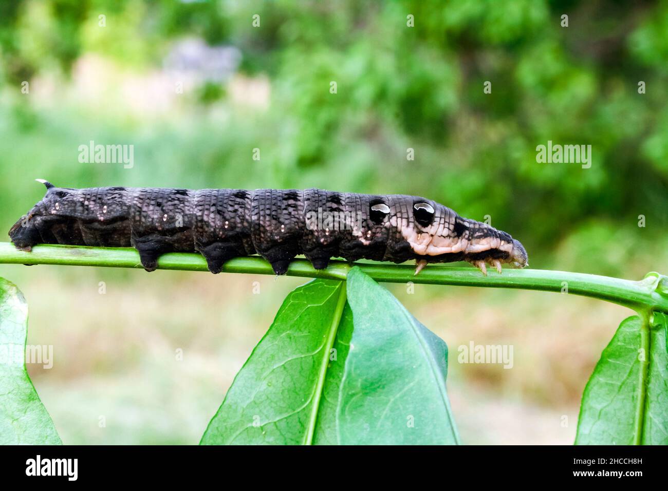 Larva of elephant hawk moth (Deilephila elpenor) on green branch Stock ...