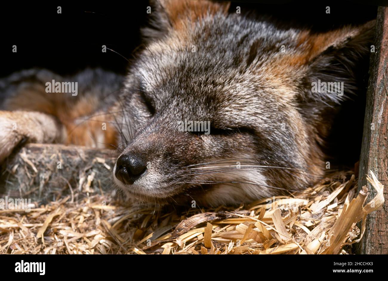 Grey fox (Urocyon cinereoargenteus) resting. Head shot close up Stock ...