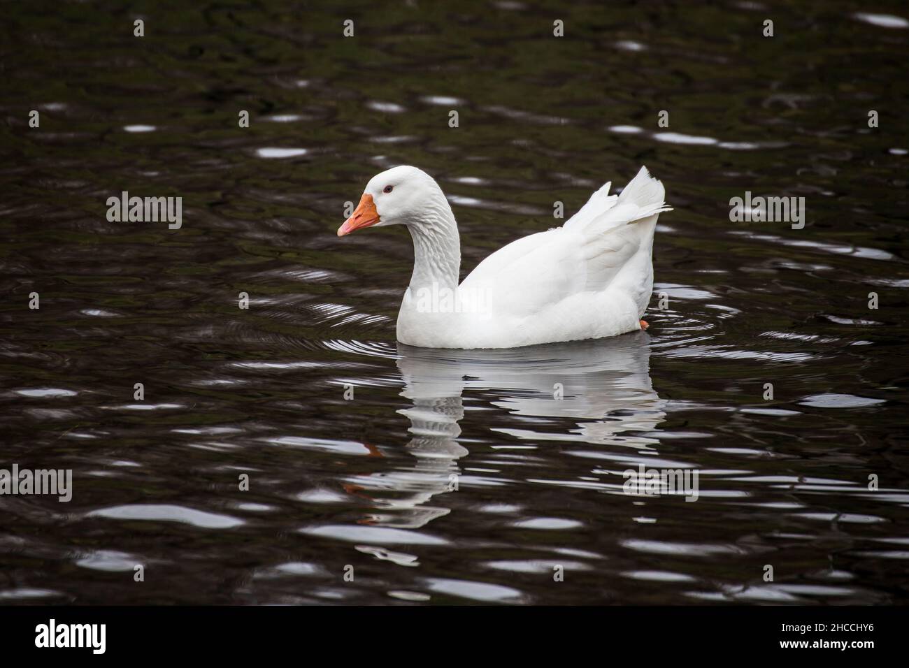 Snow goose floating in the calm lake in spring Stock Photo - Alamy