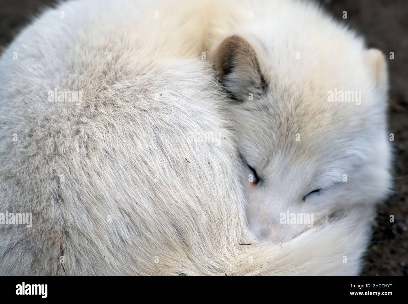 Cute Baby Arctic Fox Sleeping