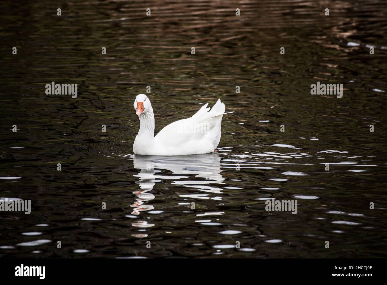 Snow goose floating in the calm lake in spring Stock Photo - Alamy