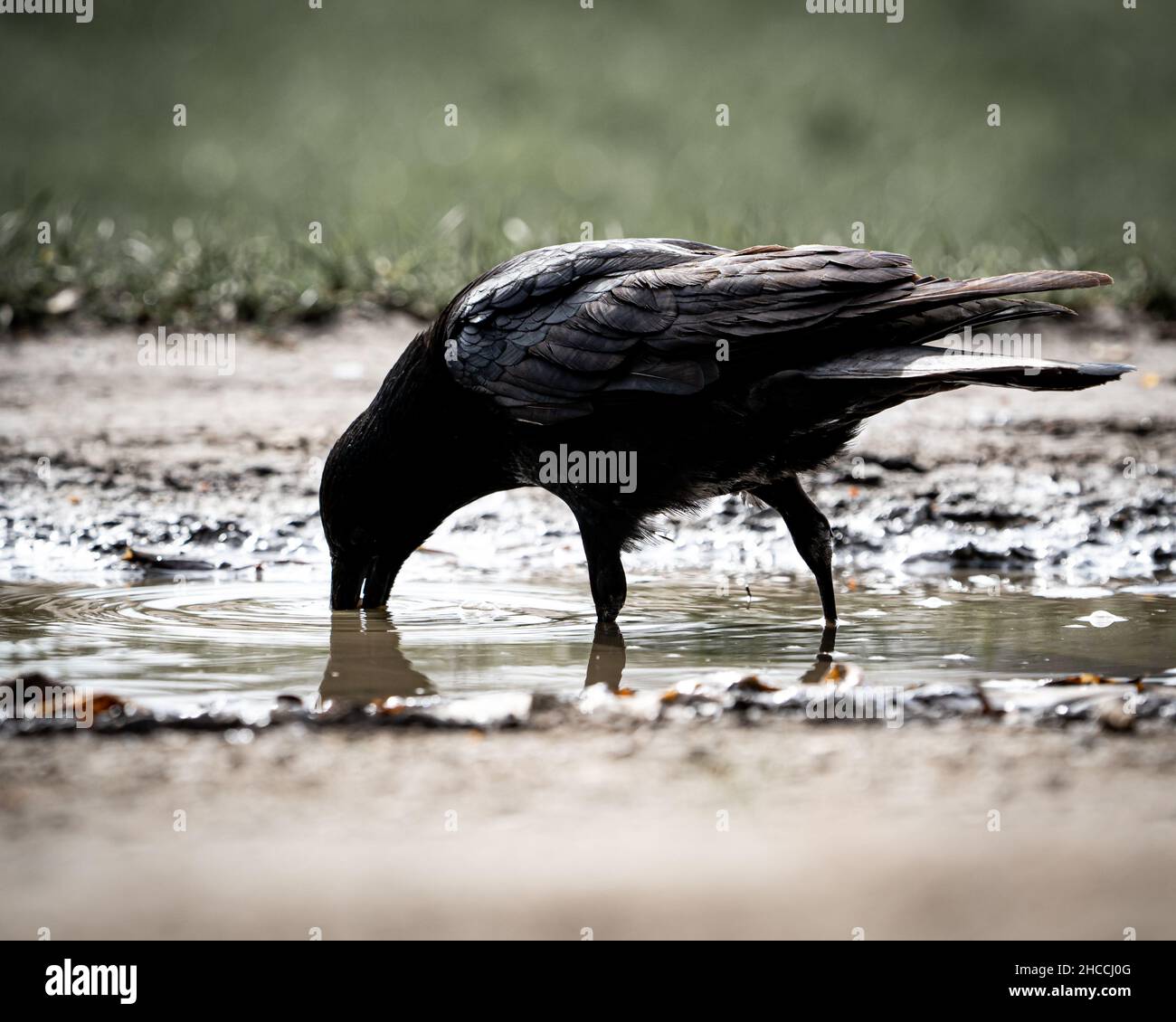 Crow drinking hi-res stock photography and images - Alamy
