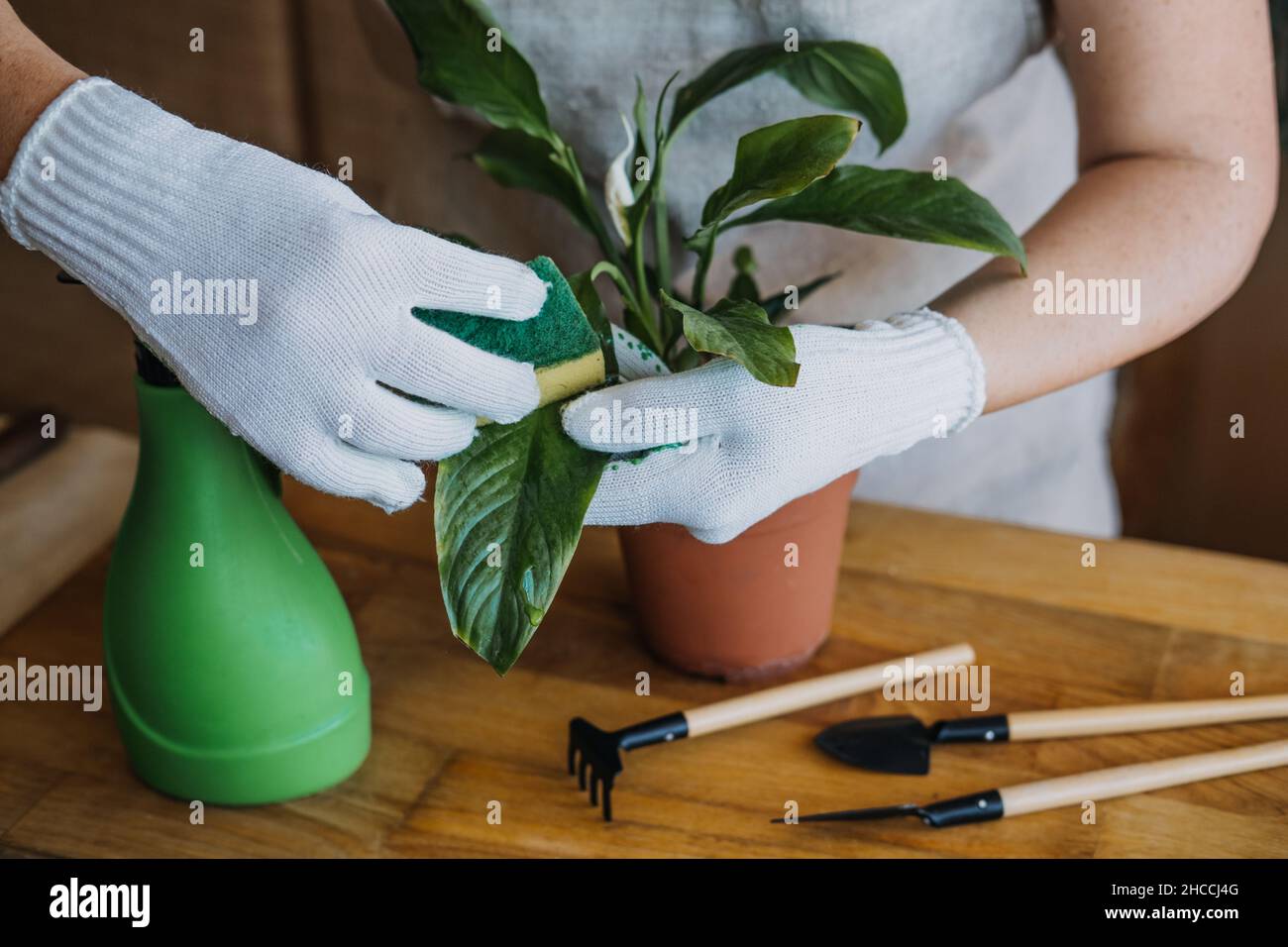 Spring Houseplant Care, Waking Up Indoor Plants for Spring. Female ...