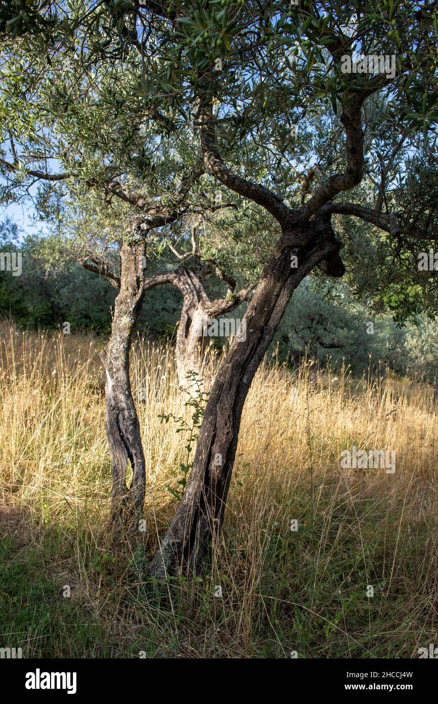 Assisi Italy 01st Aug 2019 Assisi Umbria Italy Olive Trees Credit Independent Photo