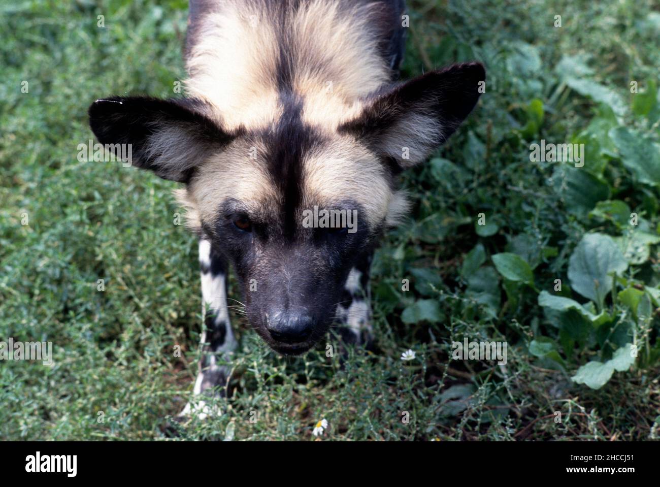 African wild dog (Lycaon pictus) headshot from above Stock Photo - Alamy