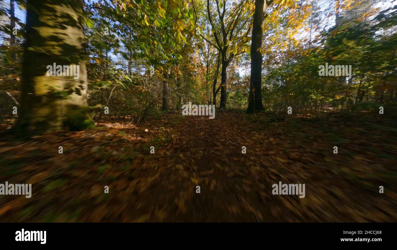 Forrest flying through fpv trees plants and green, old forrest aerial ...