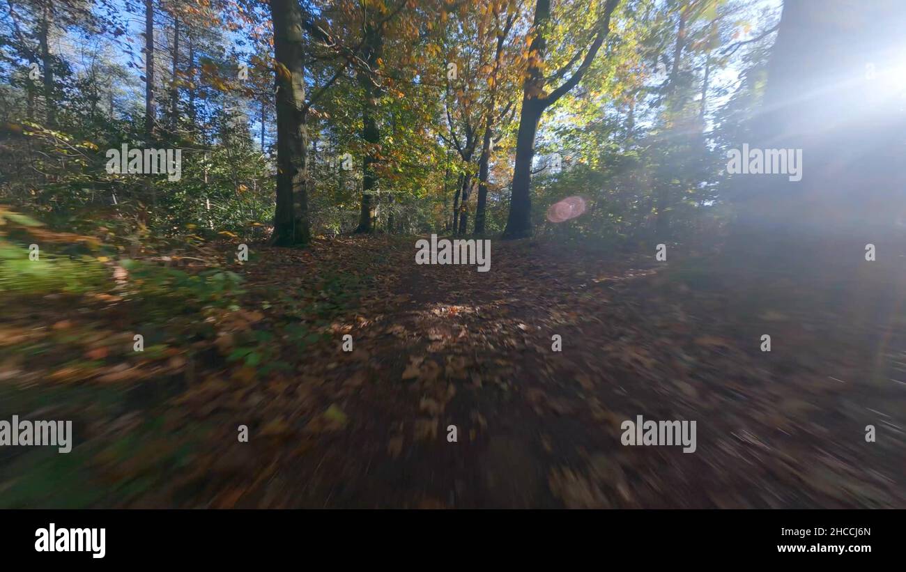 Forrest flying through fpv trees plants and green, old forrest aerial ...