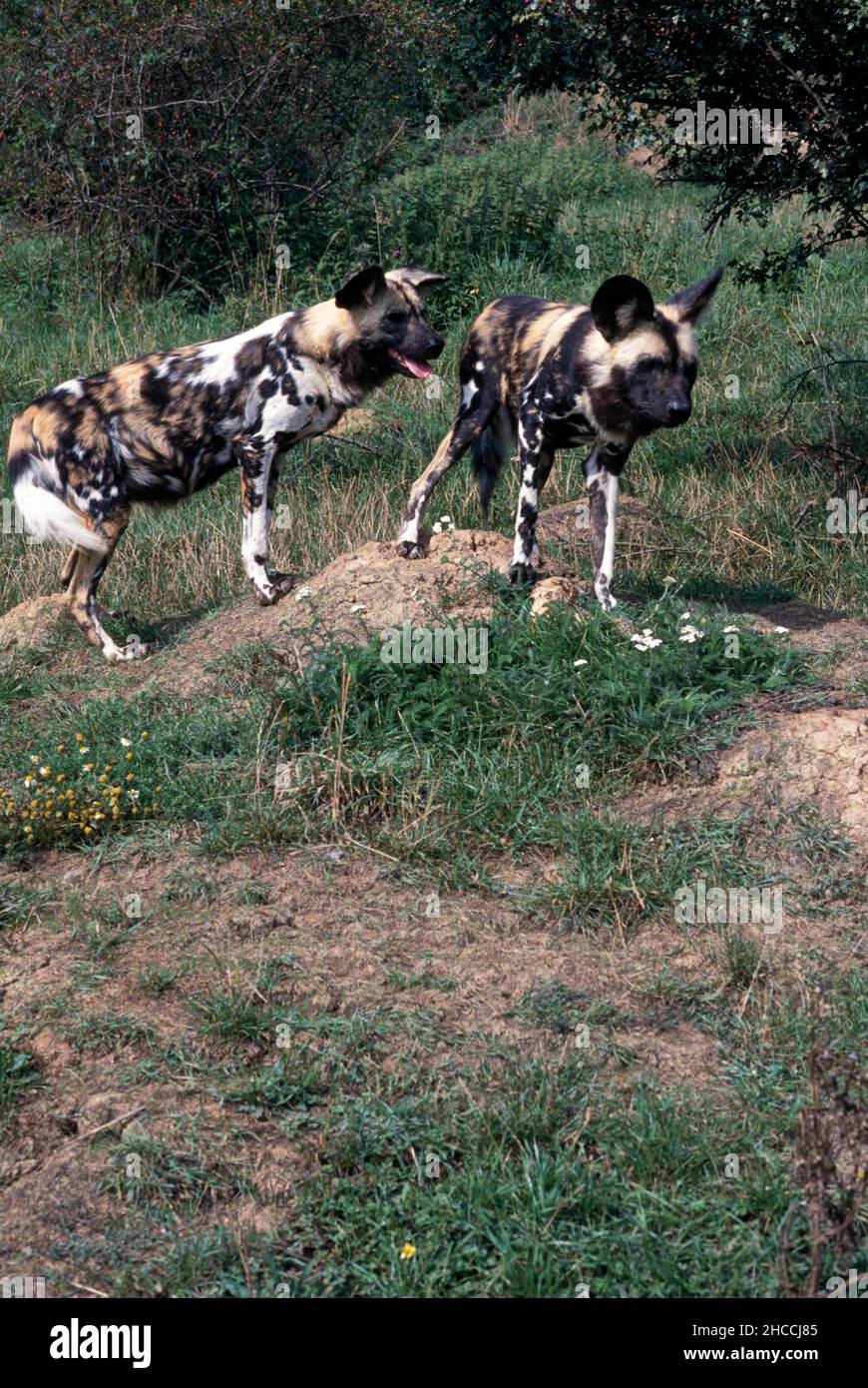 Pair african painted dogs hi-res stock photography and images - Alamy