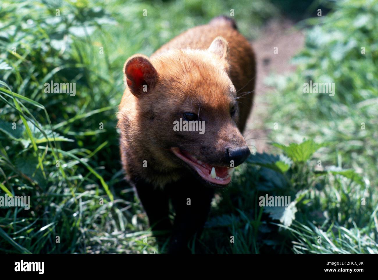 Bush dog (Speothos venaticus) walking towards camera Stock Photo - Alamy