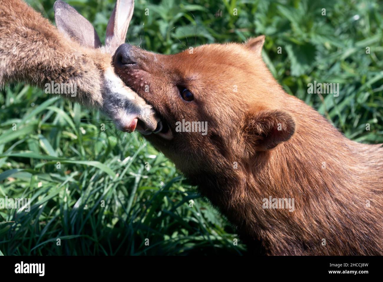 Perro vinagre hi-res stock photography and images - Alamy