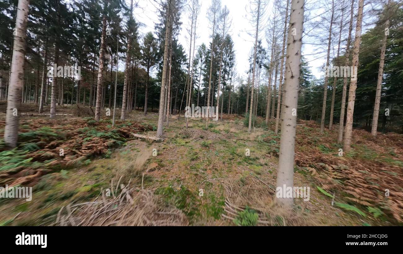Forrest flying through fpv trees plants and green, old forrest aerial ...