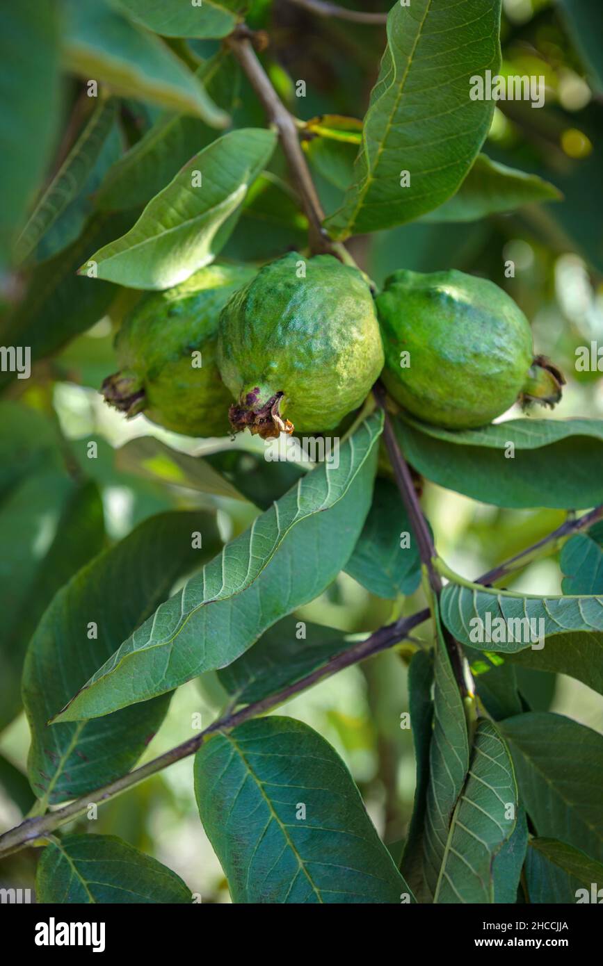 Guava tree with leaves hi-res stock photography and images - Alamy