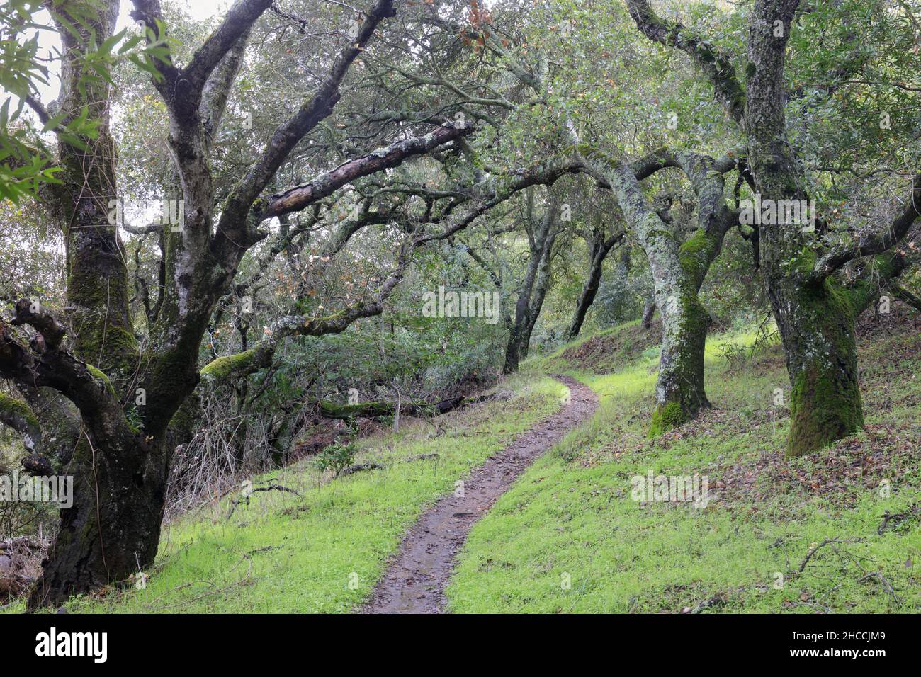 Trail crosses Bay Laurel forest at Almaden Quicksilver County Park, New ...