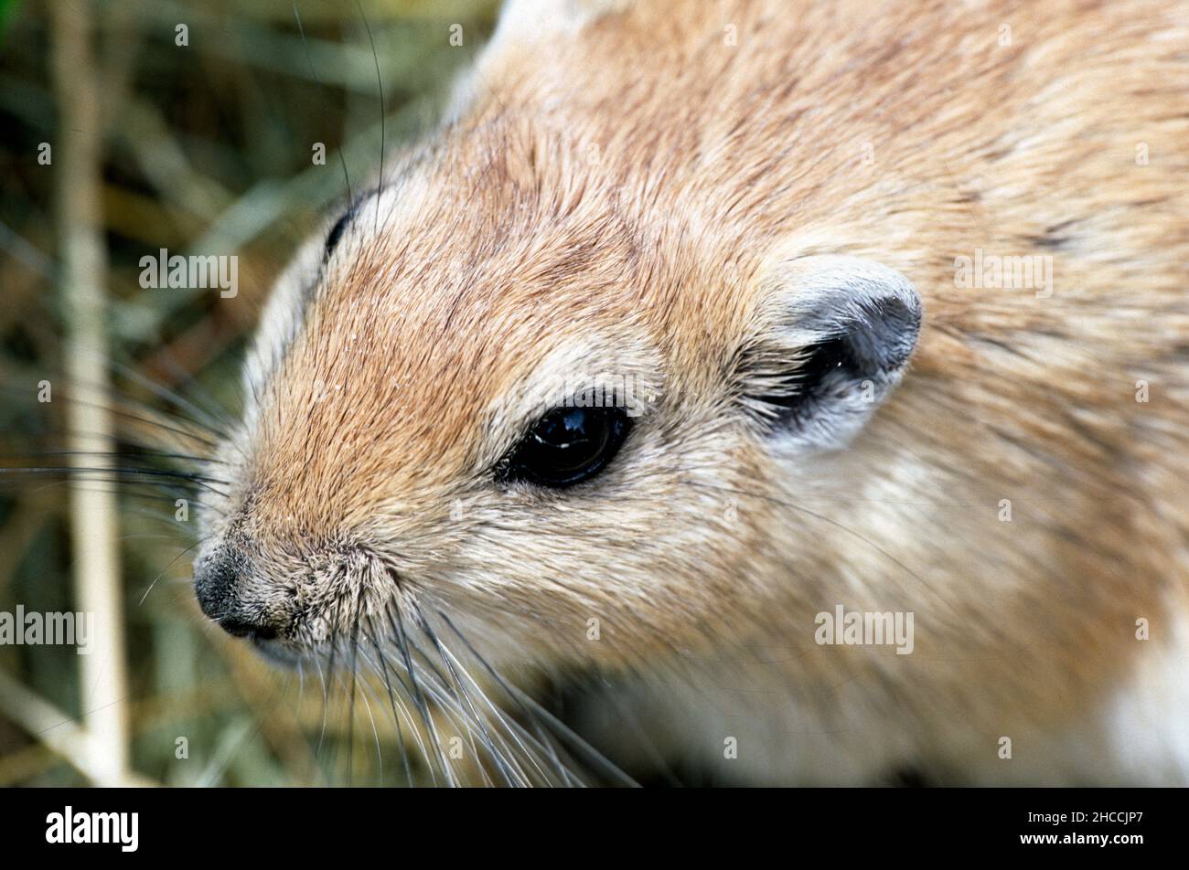Fat sand rat psammomys obesus hi-res stock photography and images - Alamy