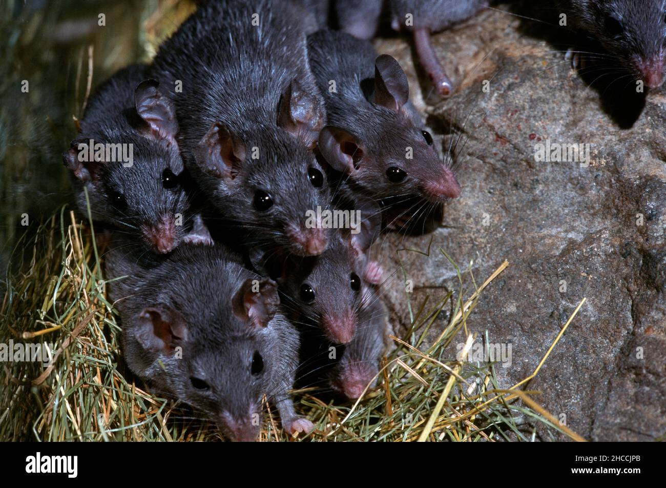 Spiny mice hi-res stock photography and images - Alamy