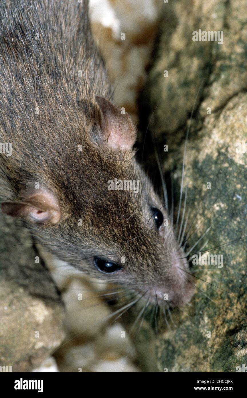 Spiny mice (acornys specis Stock Photo - Alamy