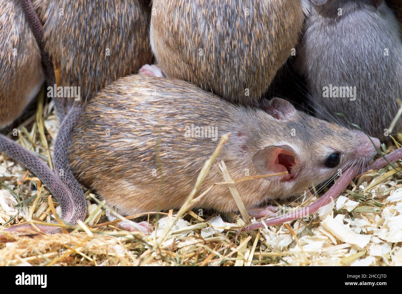 Spiny mice (acornys specis) family group Stock Photo - Alamy
