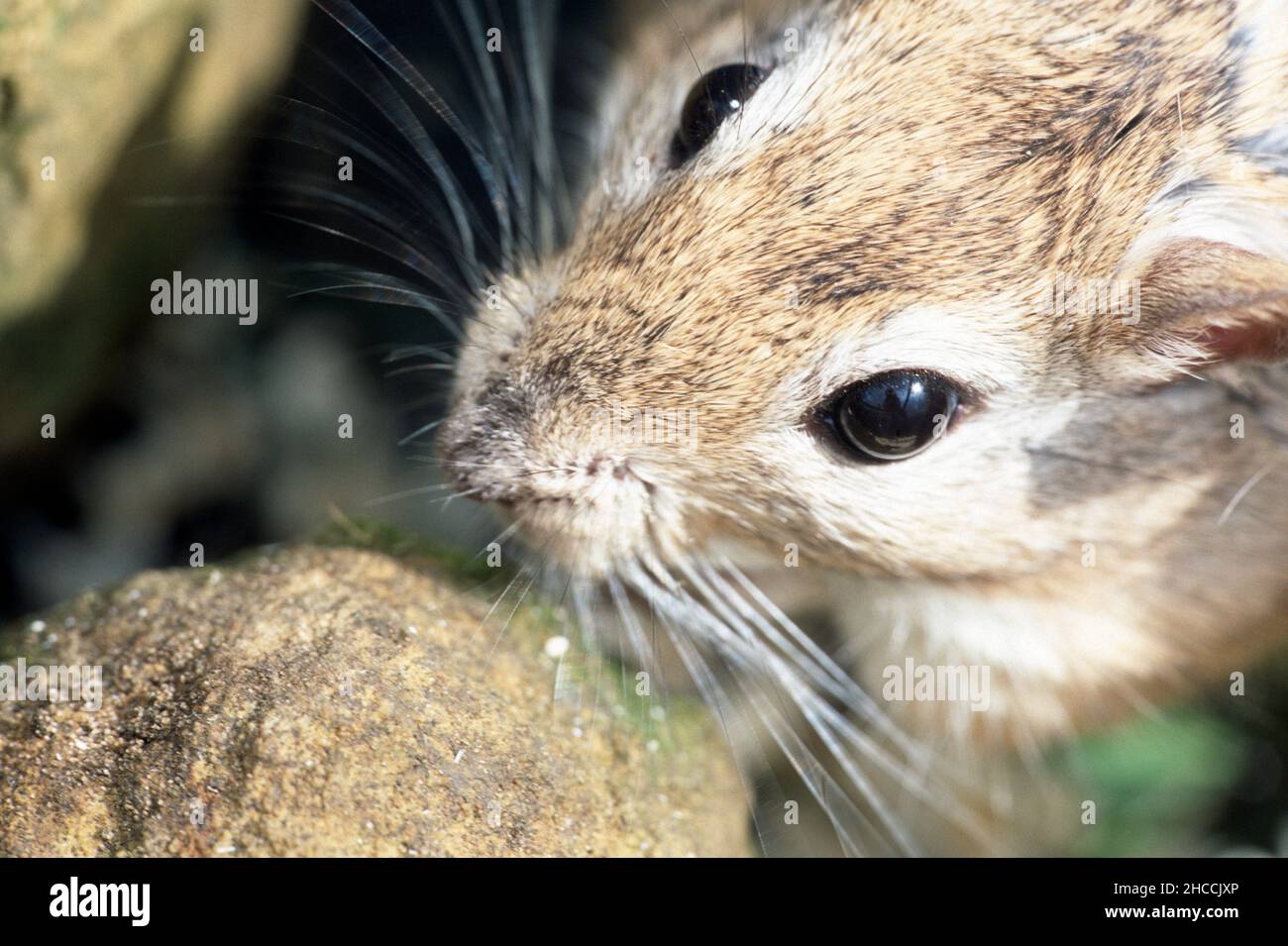 Jird desert hi-res stock photography and images - Alamy