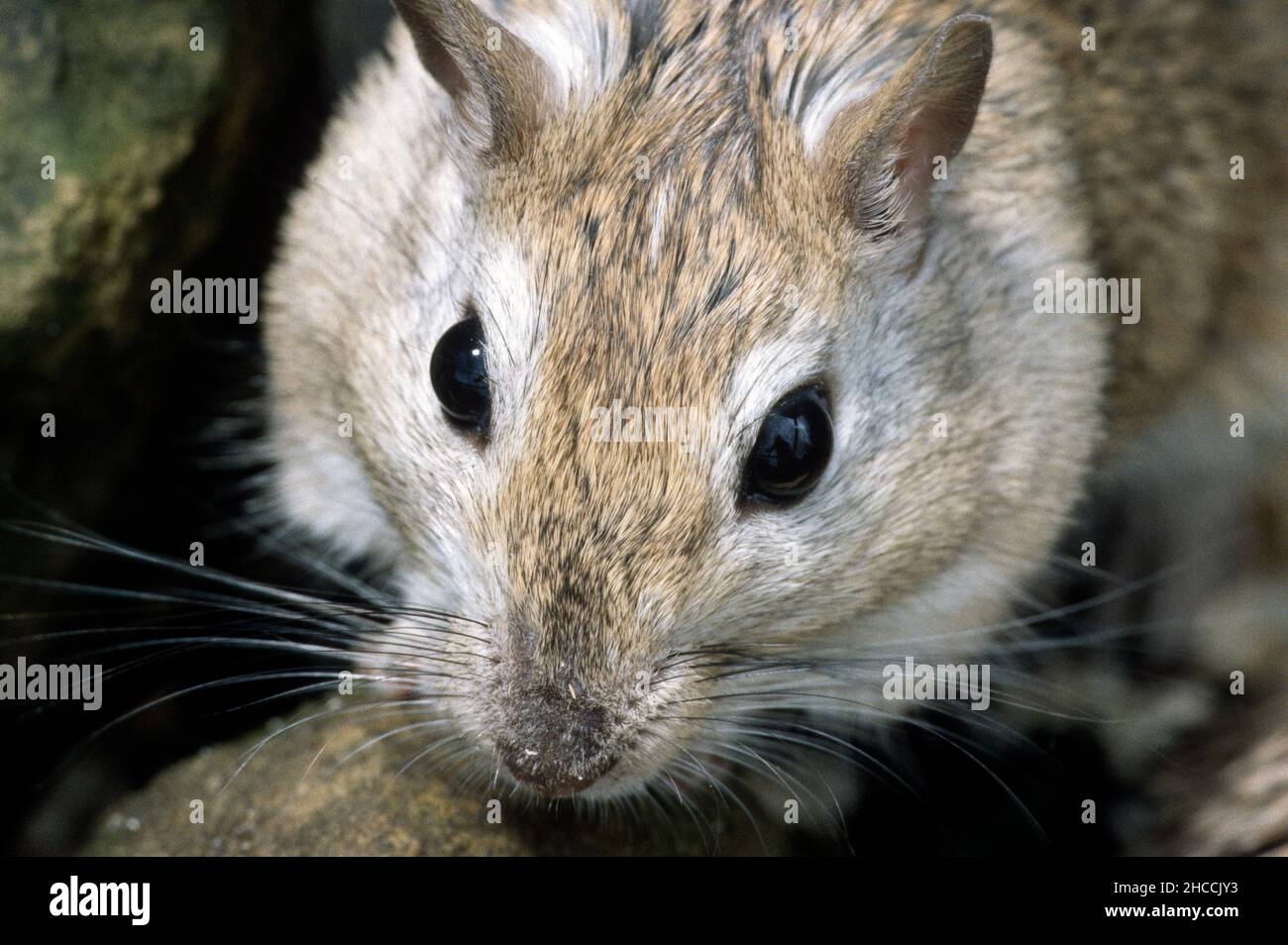 Jird desert hi-res stock photography and images - Alamy