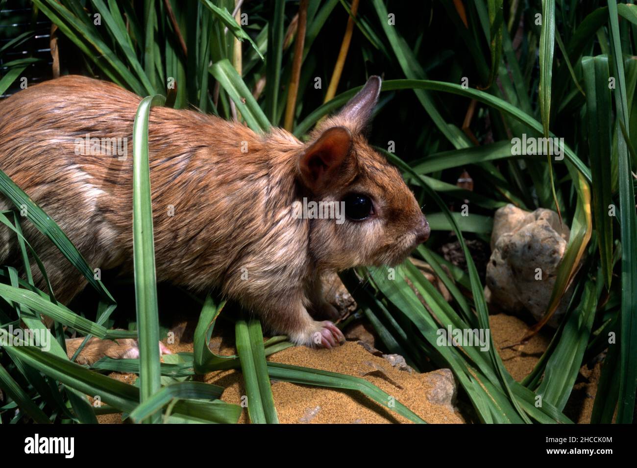 Springhaas (aka springhare) - pedetes capensis), side view in grass ...