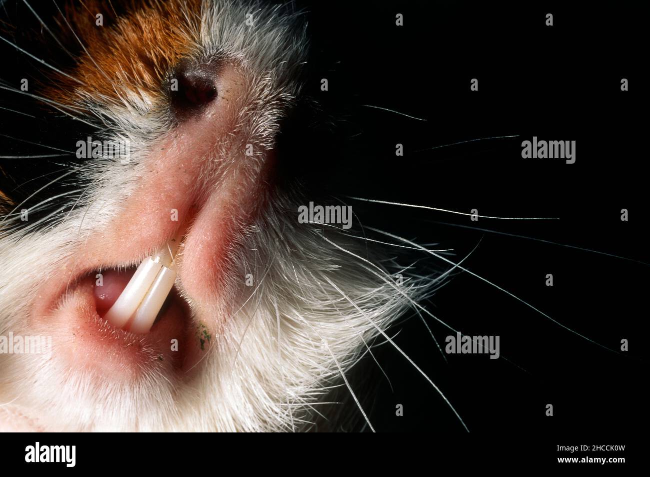 Teeth of rodents keep growing which is why they need to gnaw on things ...