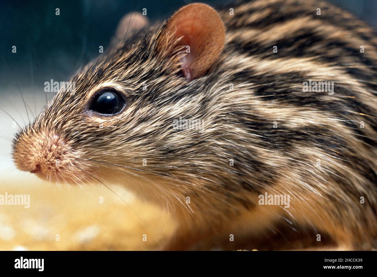 African Striped Grass Mouse (Rhabdomys pumilio). Several different ...