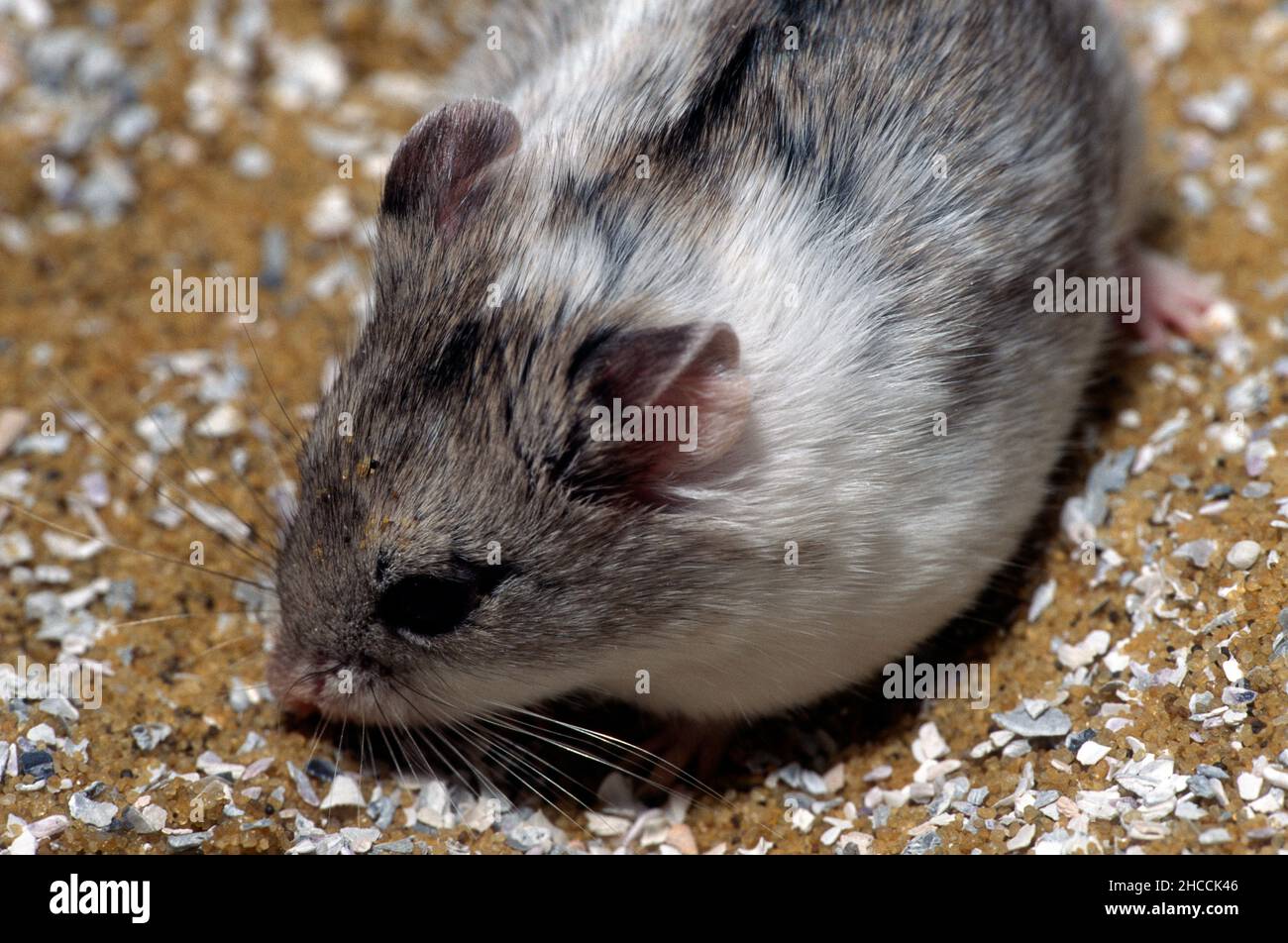 Hamster on sand Stock Photo - Alamy