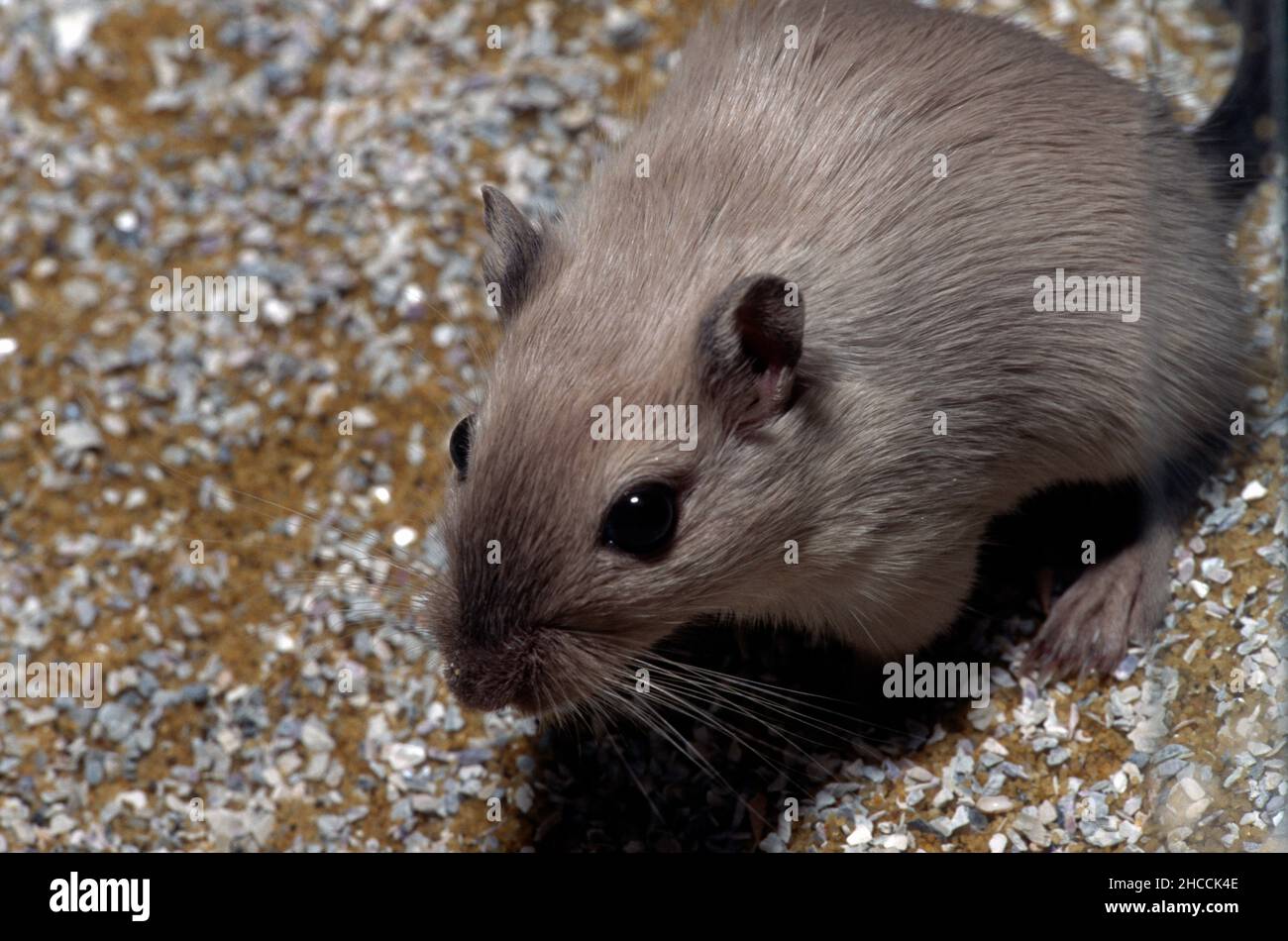 Mongolian Gerbil (Meriones unguiculatus) on sand Stock Photo - Alamy