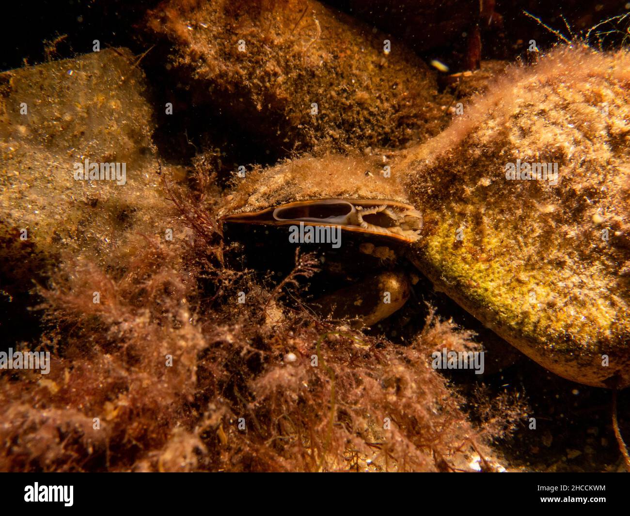 A close-up picture of a blue mussel, Mytilus edulis, in cold Northern ...