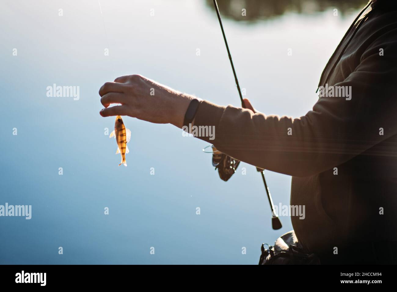 Fisherman with spinning rod and fish perch on river background. Angler ...