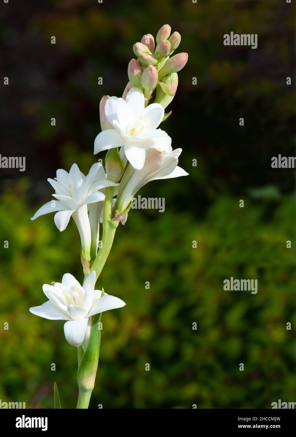 Sweetly scented Polianthes tuberosa 'The Pearl' Stock Photo - Alamy