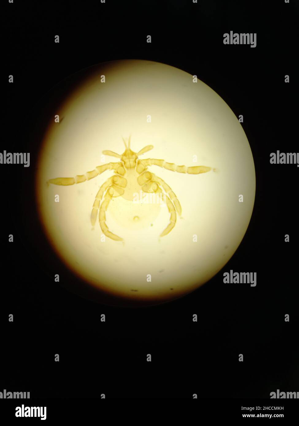 Under the microscope hi-res stock photography and images - Alamy