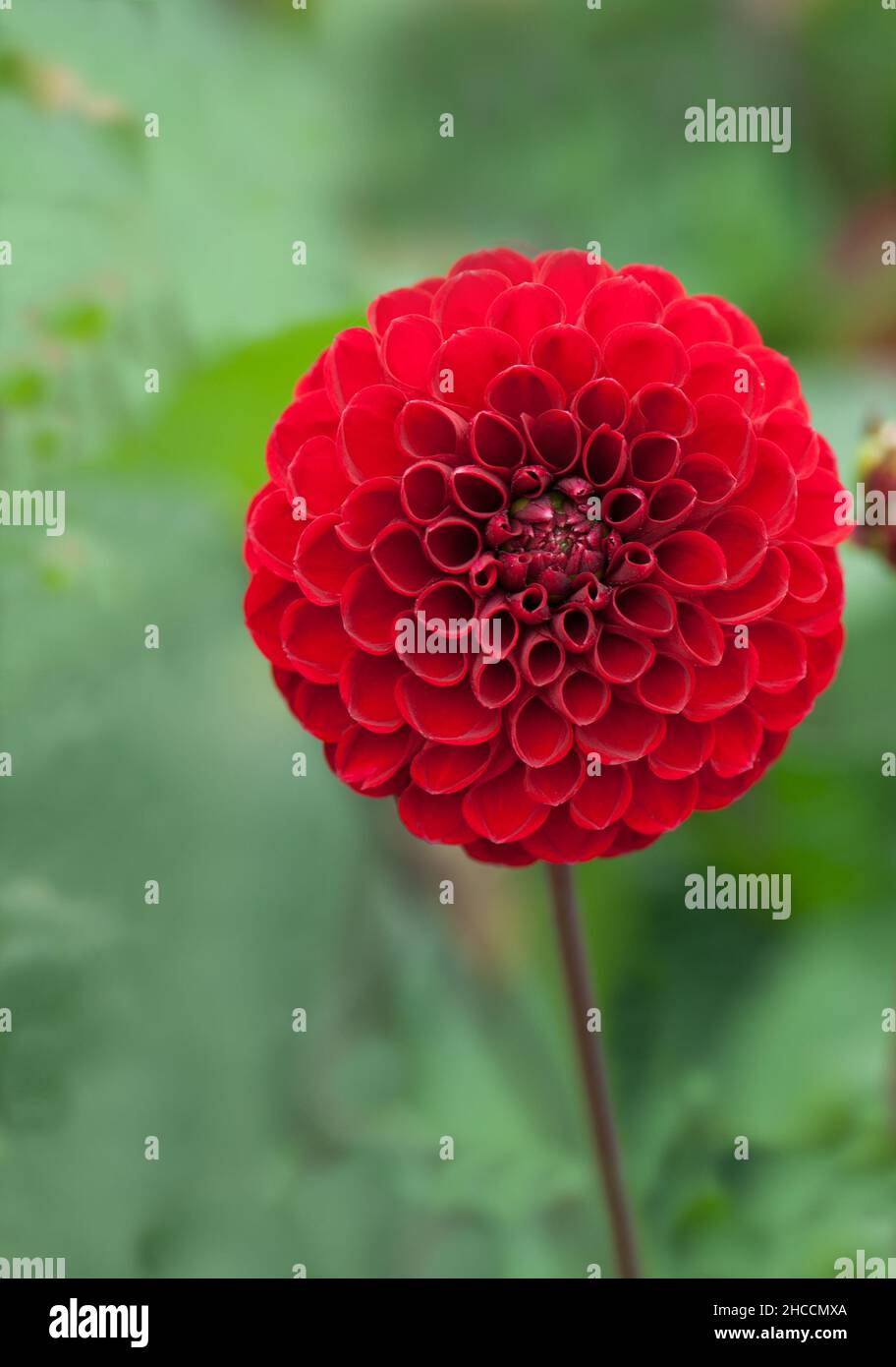 Dahlia 'Bell Boy' Stock Photo - Alamy